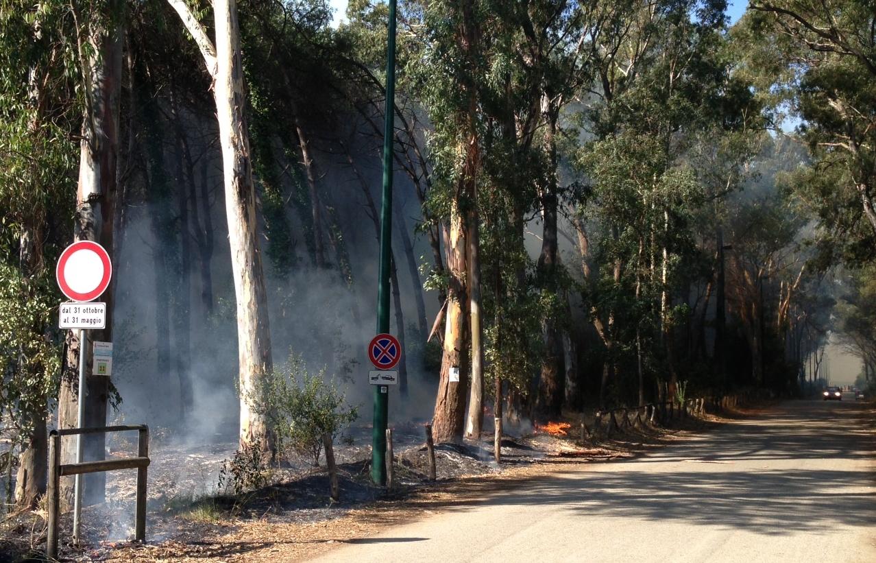 Eboli, tagliarono 200 alberi. Imprenditori e dirigenti a processo